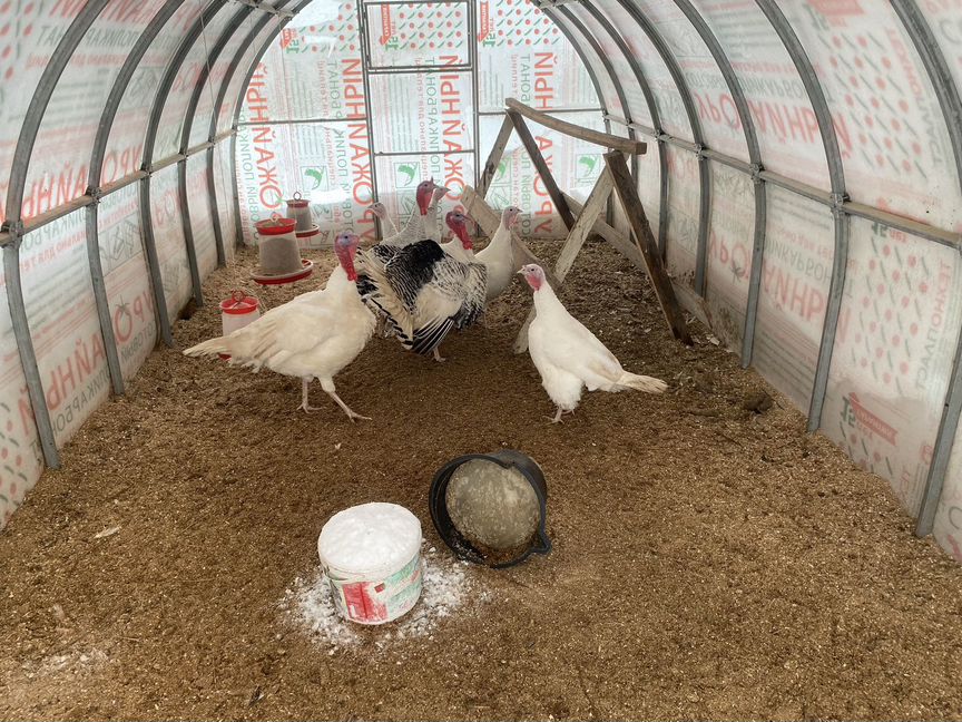 Индюки индюшки