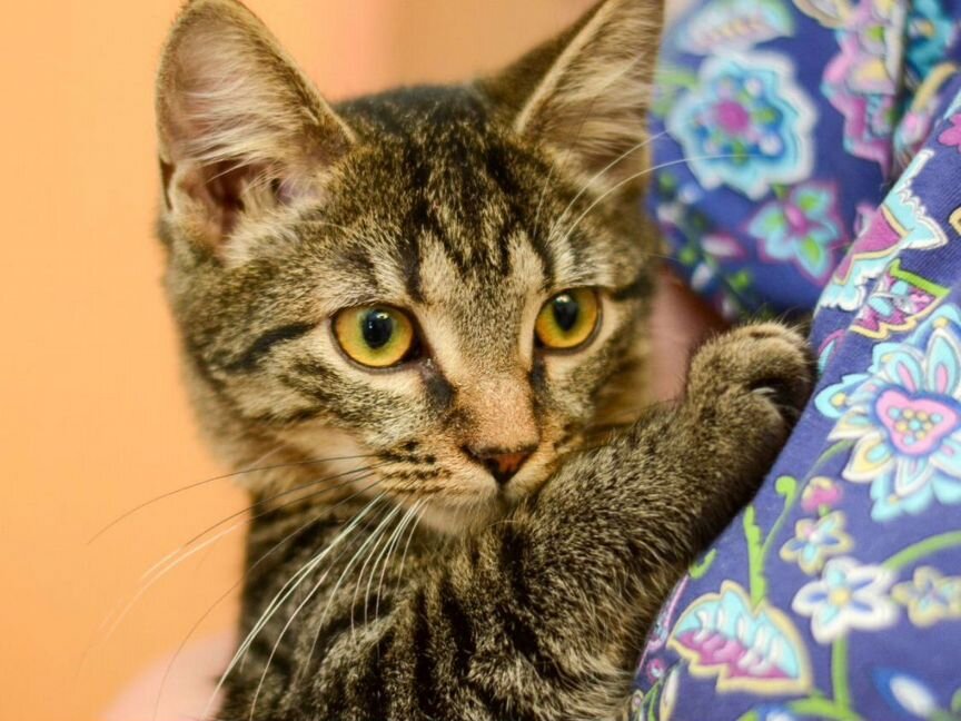 Котенок добряк ищет дом