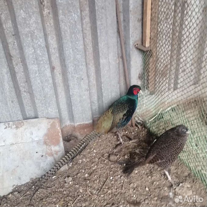 Фазаны румыны