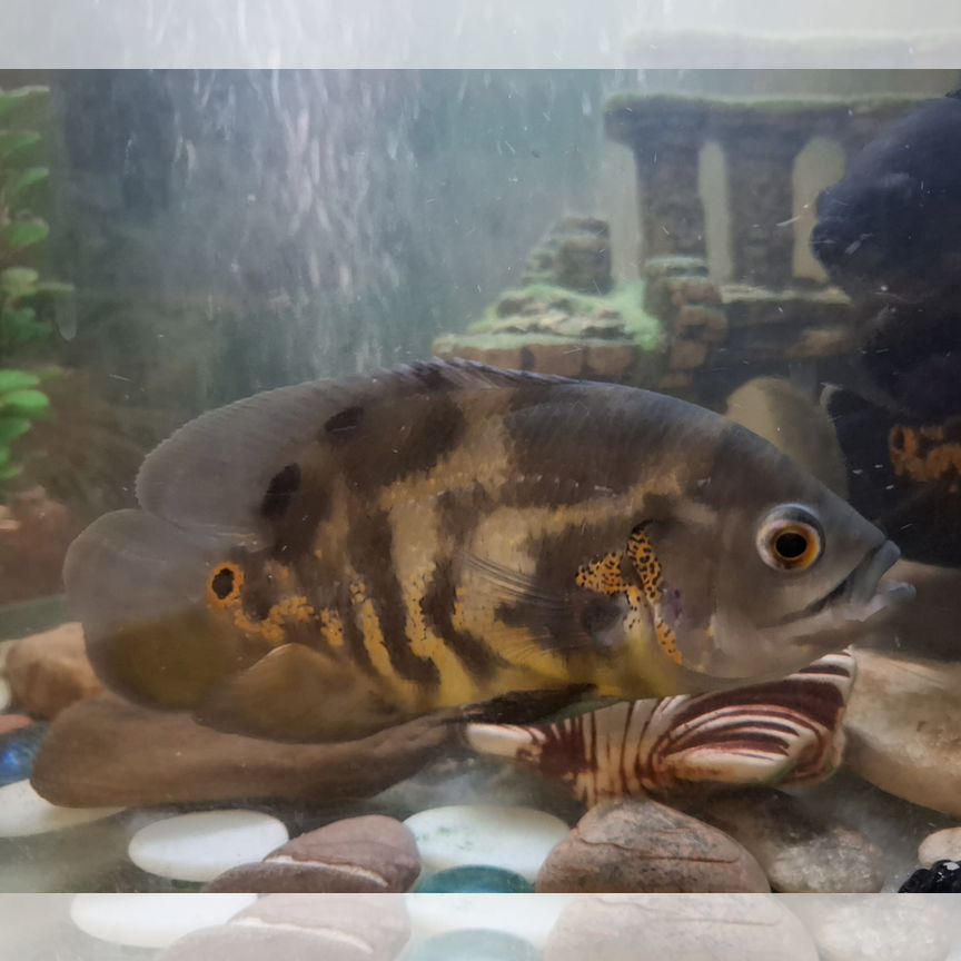 Астранотус рыбки