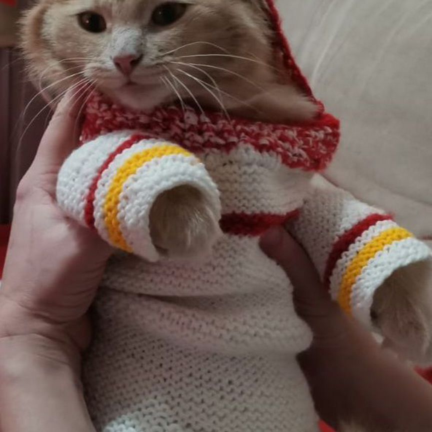 Одежда для животных