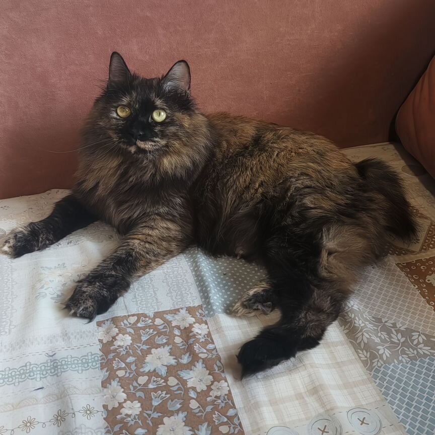 Курильский бобтейл длинношёрстный, взрослая кошка