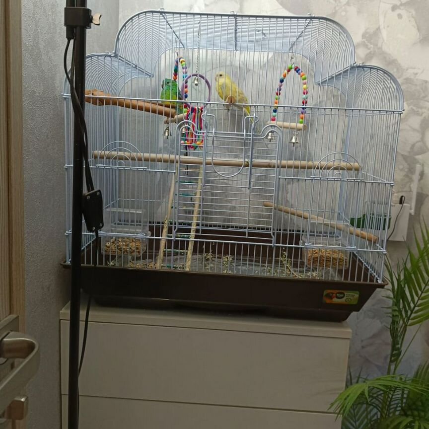 Продам певчих птичек(пара)с большой клеткой