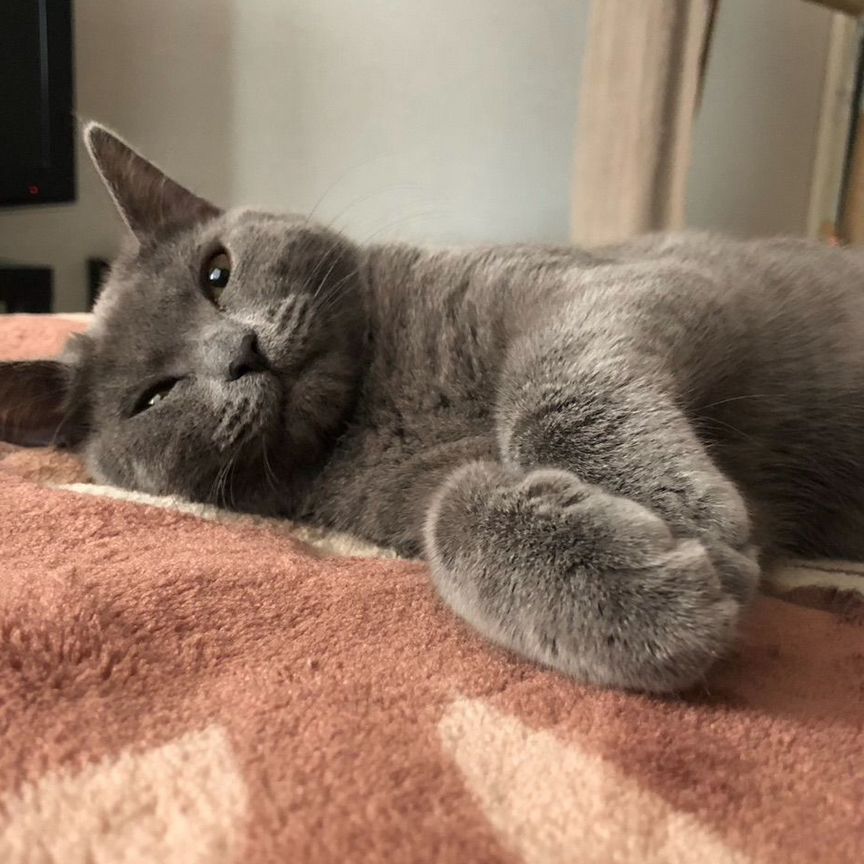 Кошечка в добрые руки