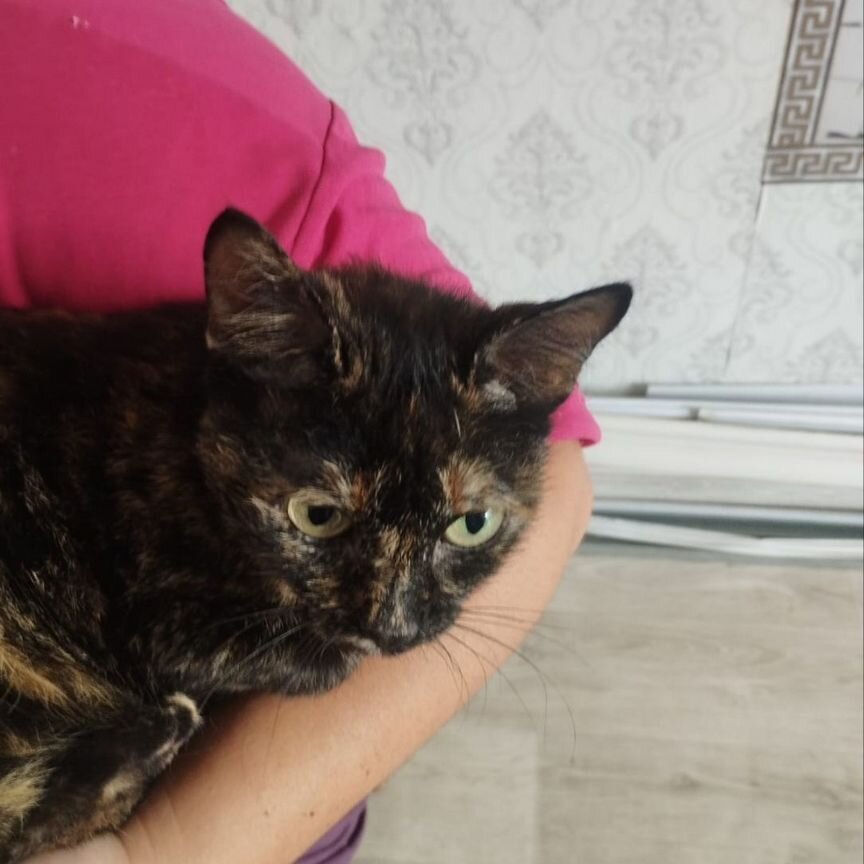 Кошка