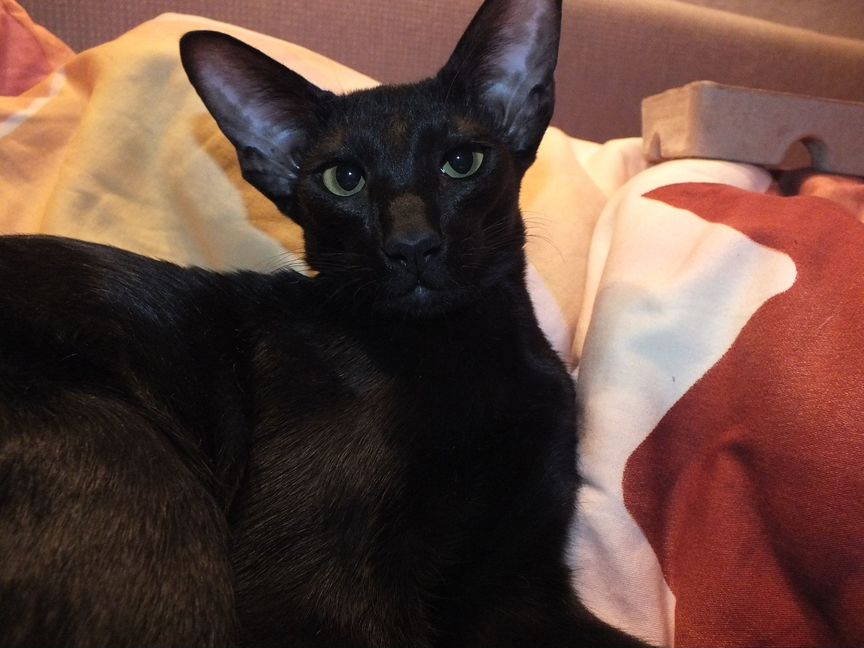 Ориентальная кошка в добрые руки