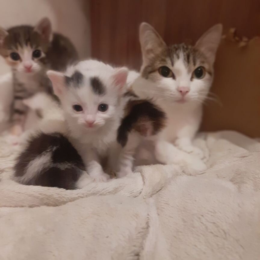 Кошка