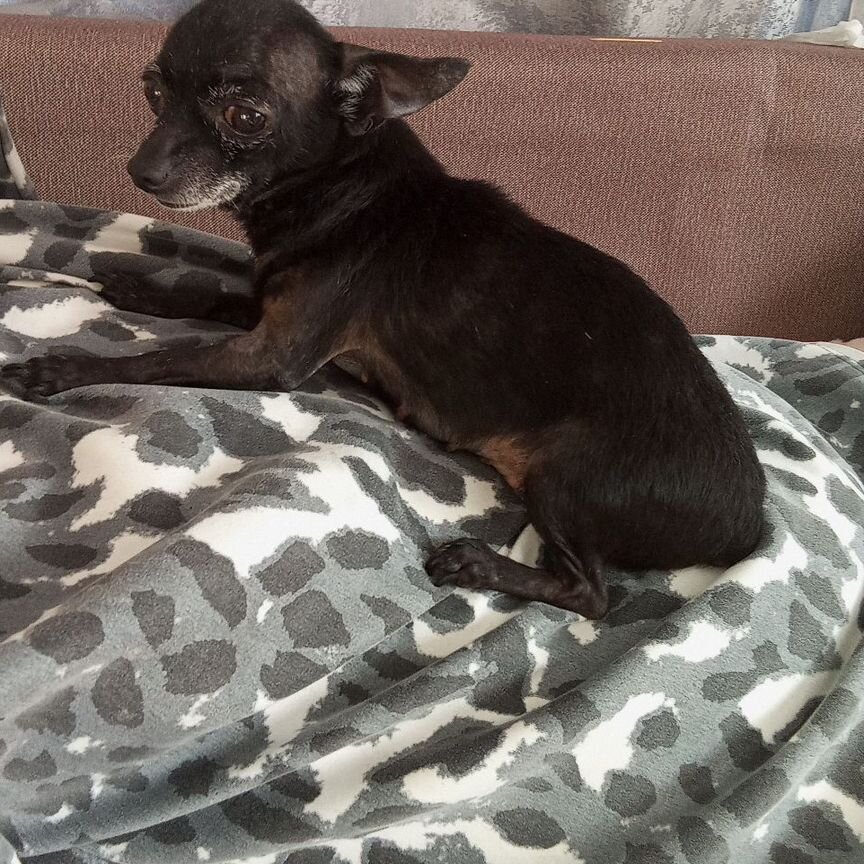 Русский той-терьер, взрослая собака