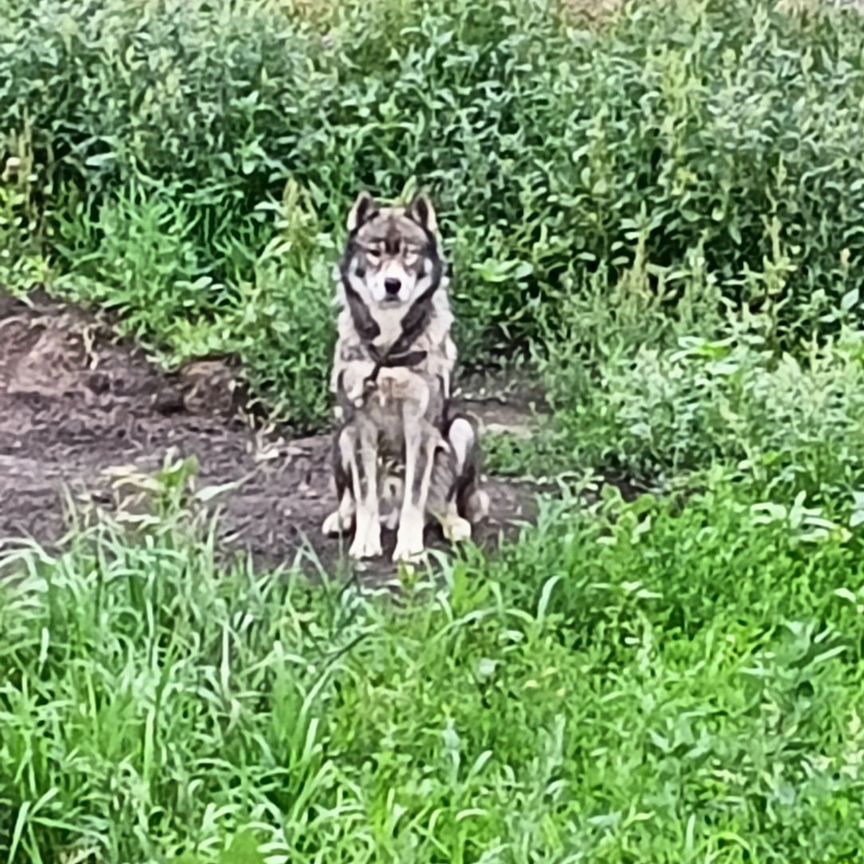 Щенки в добрые руки отдам бесплатно