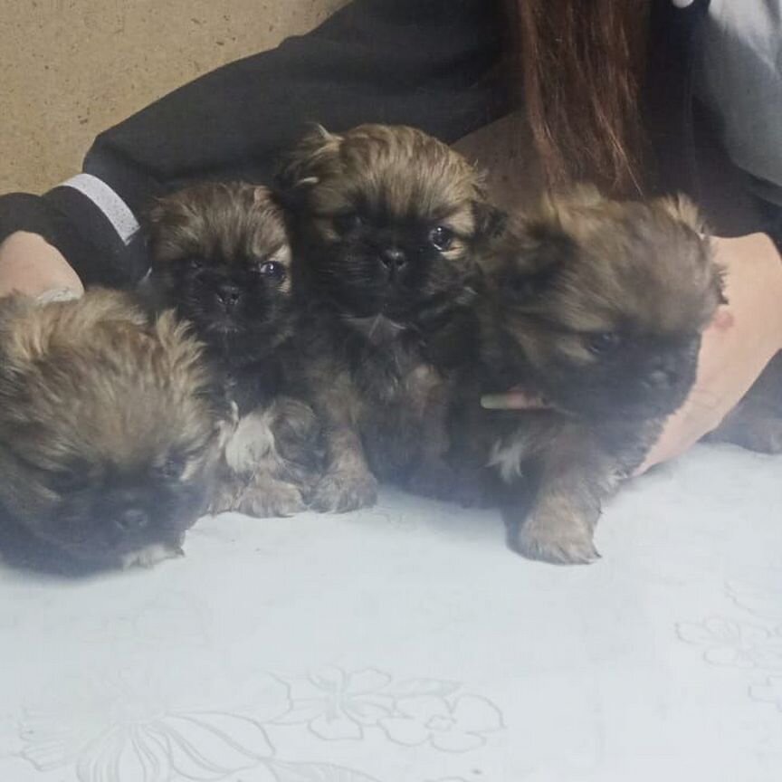 Щенки пикинеса