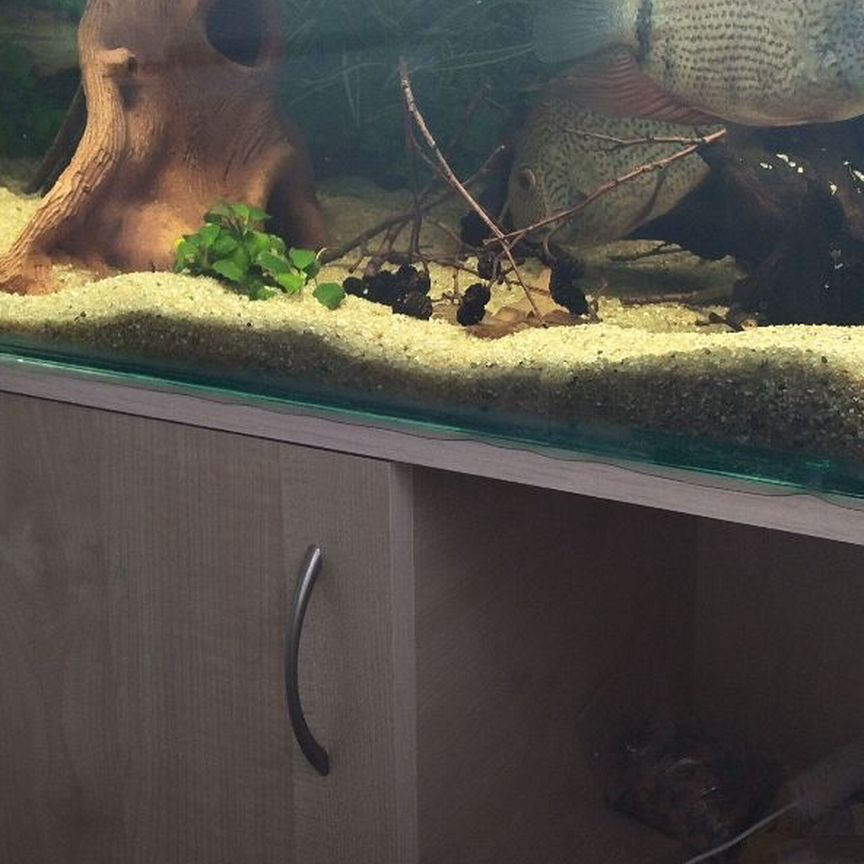 Цихлозома северум