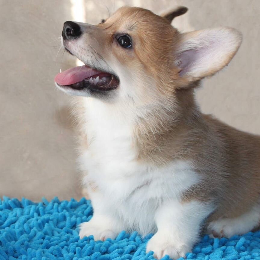 Вельш Корги Пемброк, щенок