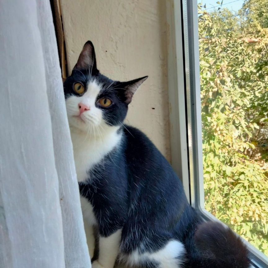 Котик в добрые руки