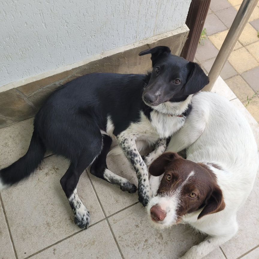 Стерилизованная девочка 11 месяцев собака