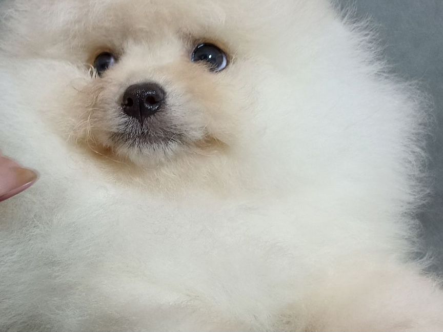 Мальчики -зефирчики. (померанцы)