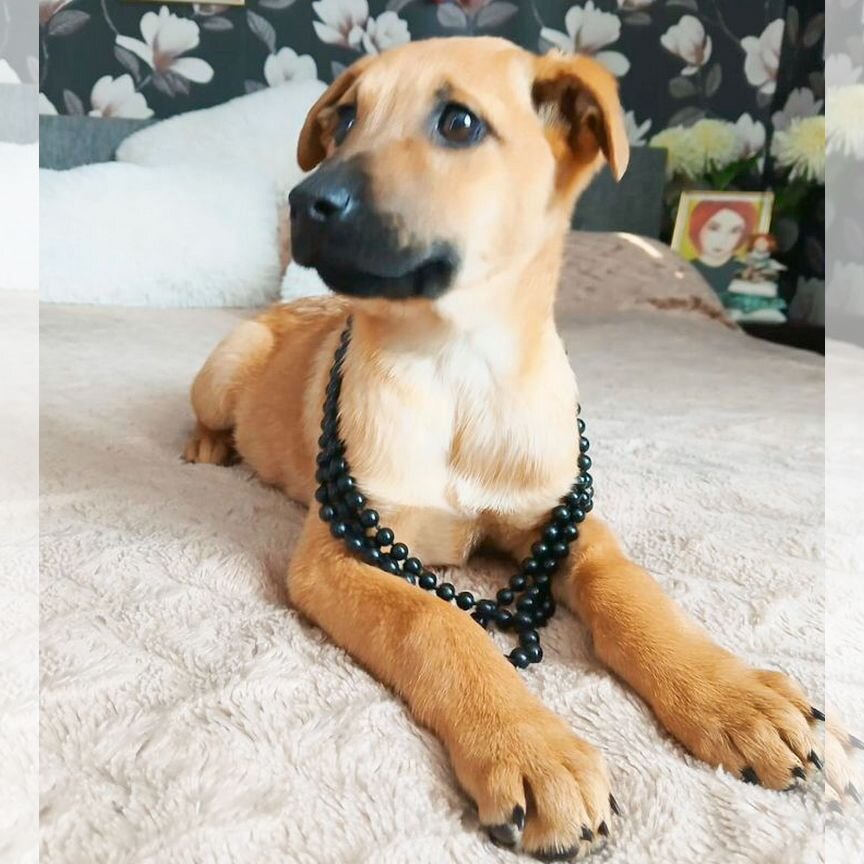 Щенок
