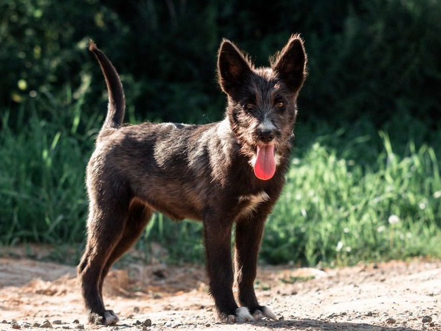 Щенок в добрые руки