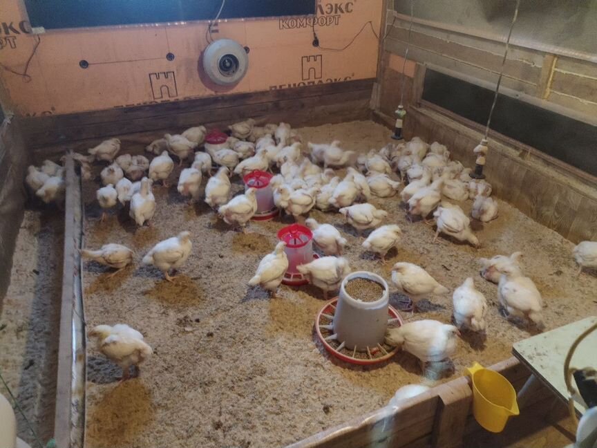 Цыплята / Подрощенный корнишон/цыплёнок табака