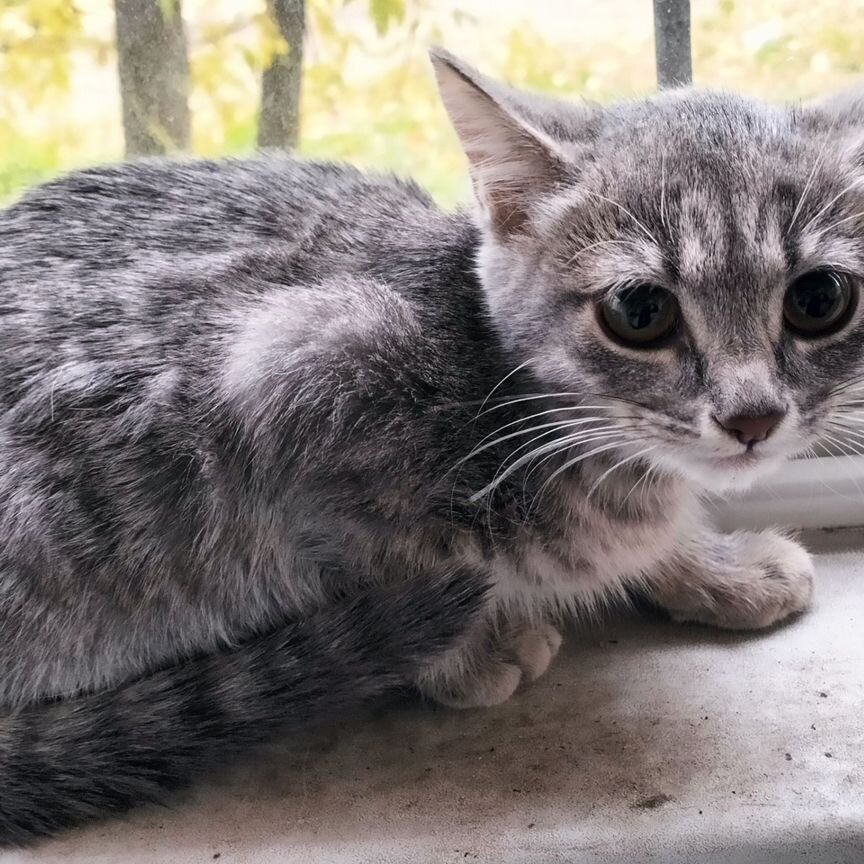 Котята