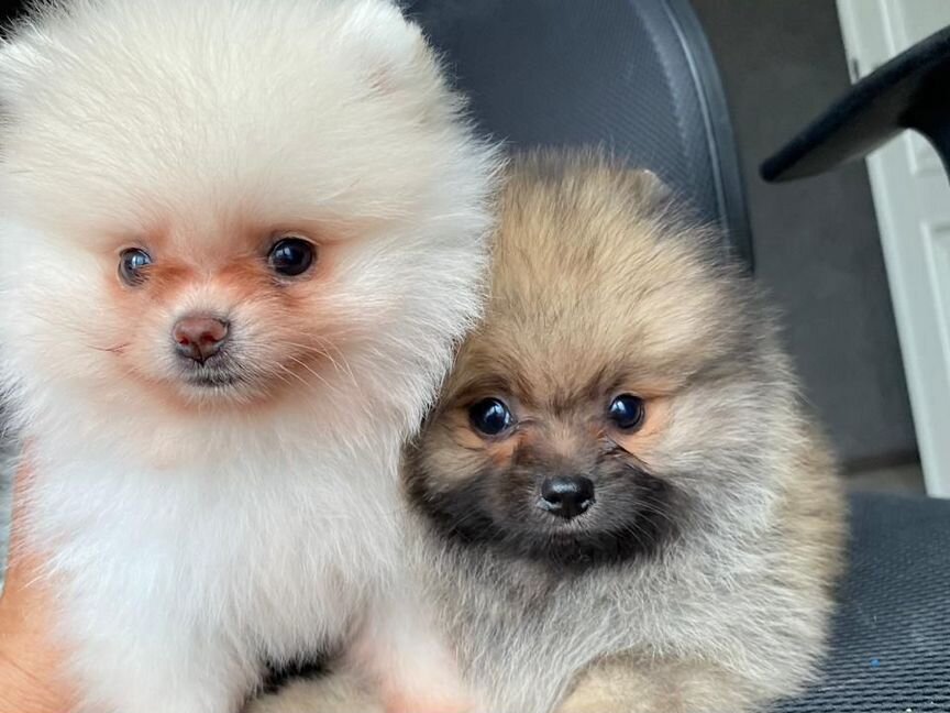 Померанский шпиц