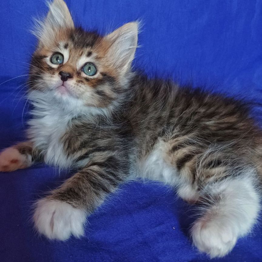 Котята мейн-кун