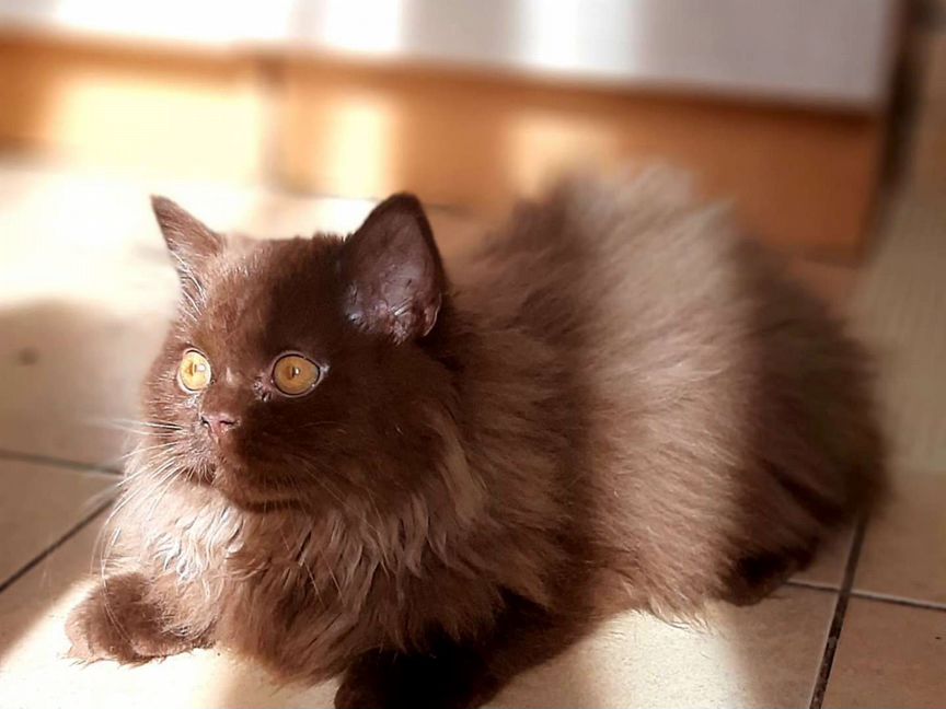 Британские плюшики