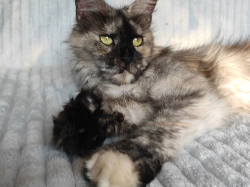 Кошечка полидакт