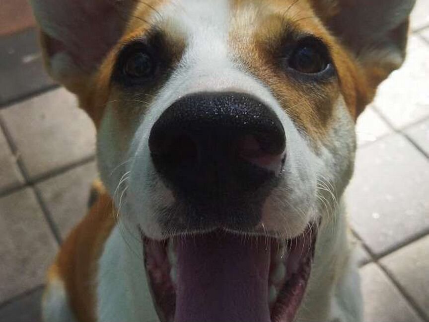 Ищу хозяина