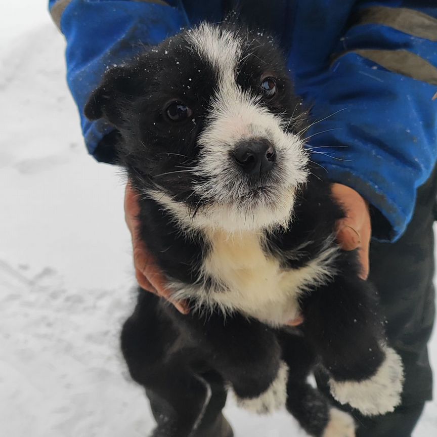 Щенок в добрые руки