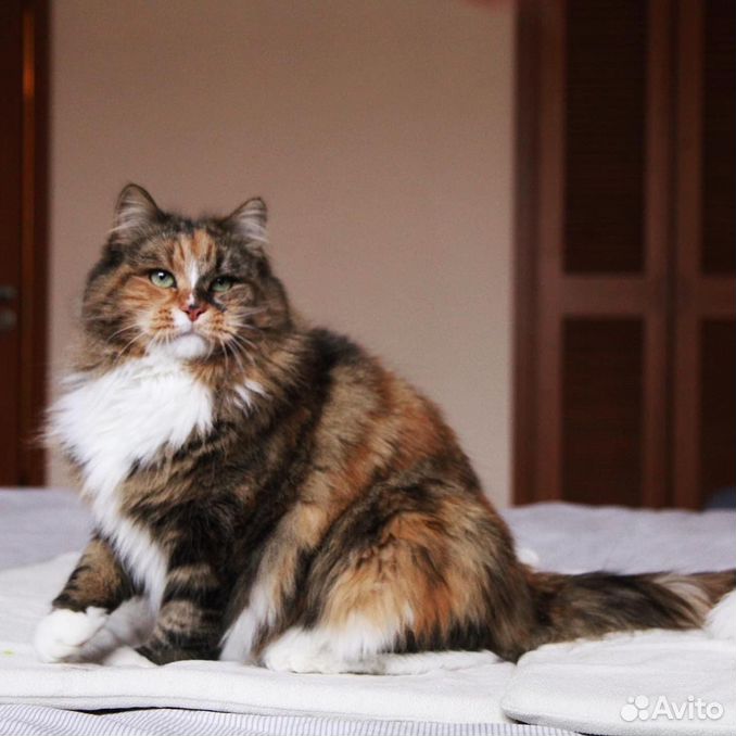 Сибирская кошка (выведена из разведения)