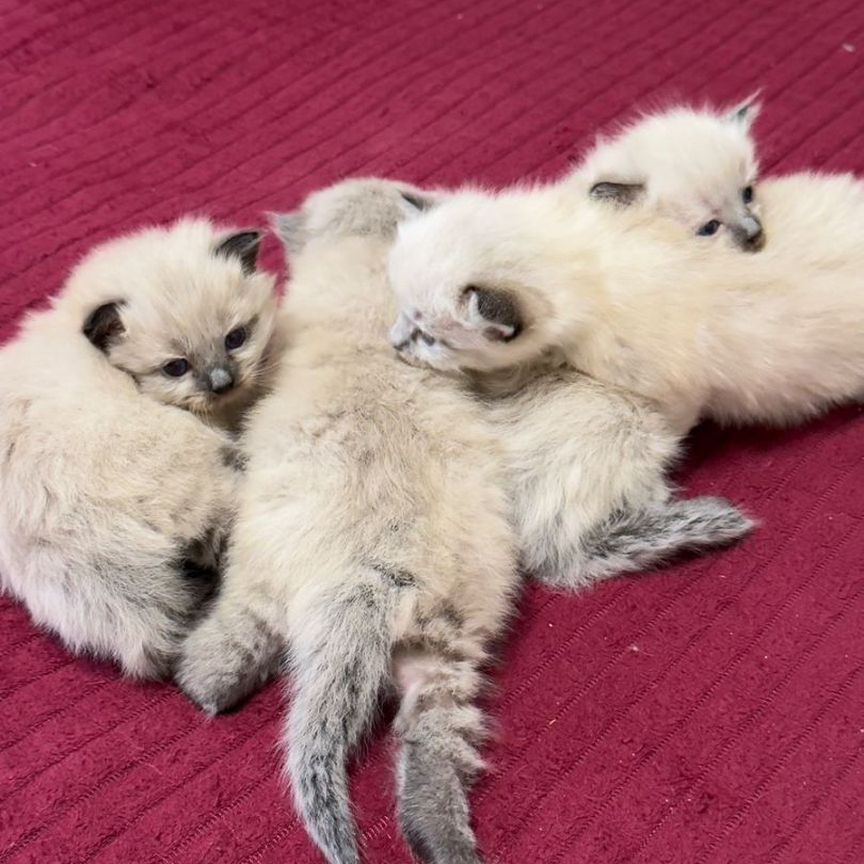 Невские маскарадные котята