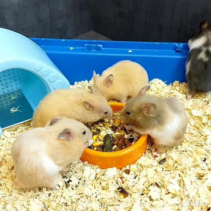 Сирийские хомячки малыши