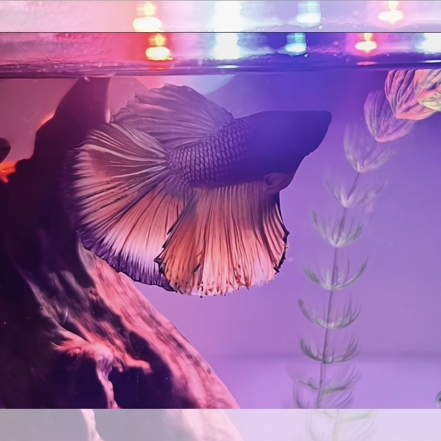 Рыбка петушок