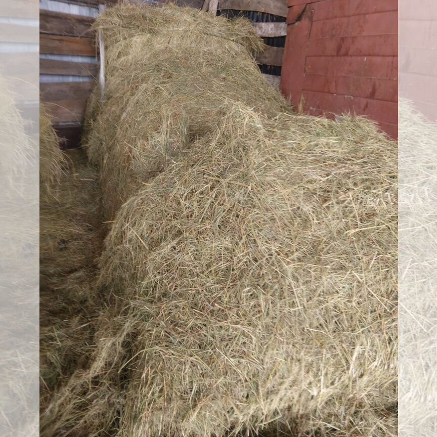 Продам сено в рулонах