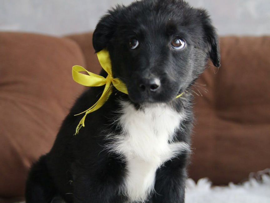 Замечательный Фунтик
