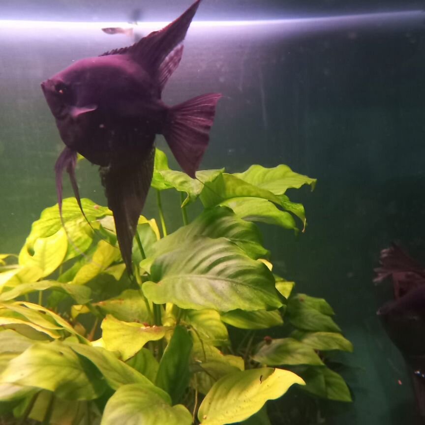 Продам скалярий