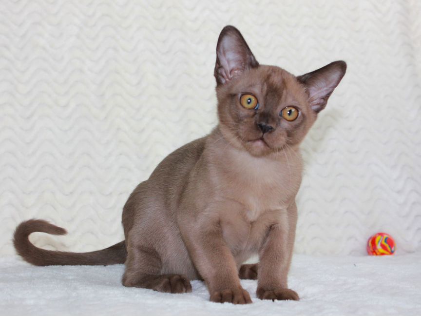 Шикарный малыш