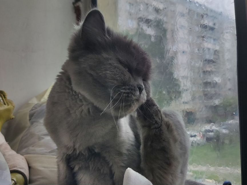 В добрые руки