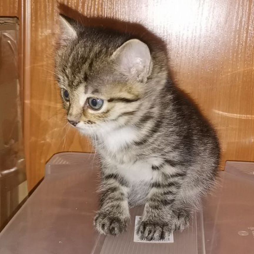 Котёнок