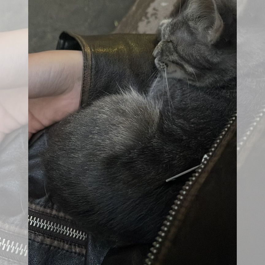 Котенок в добрые руки