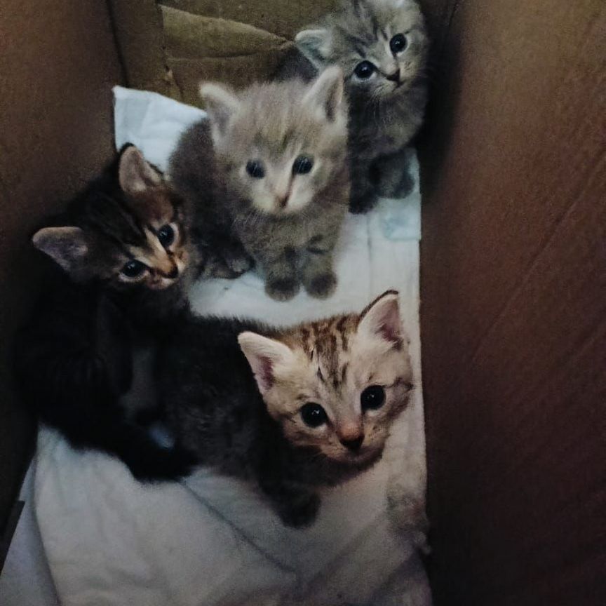 Отдам бесплатно котят