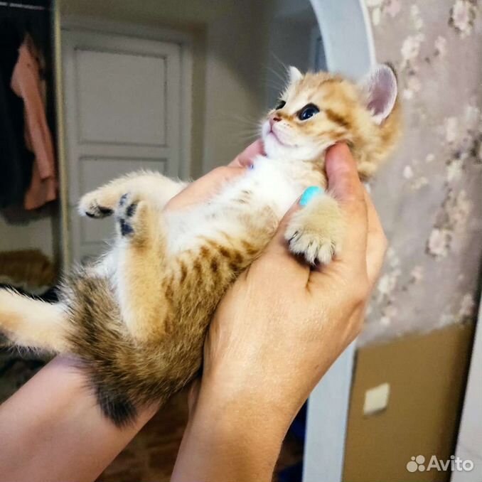 Полосатый тигренок