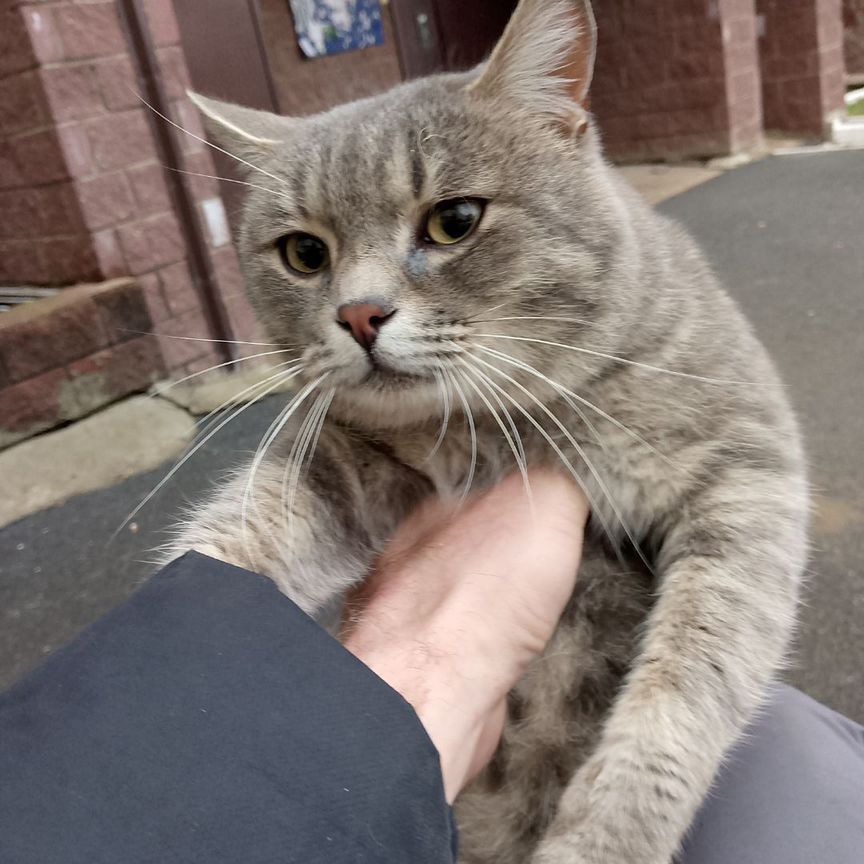 Котик породистый на улице