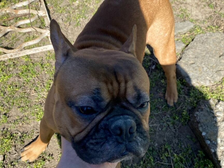 Французский бульдог