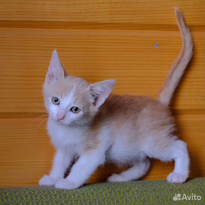 Отдам персикового котенка Персика в дар