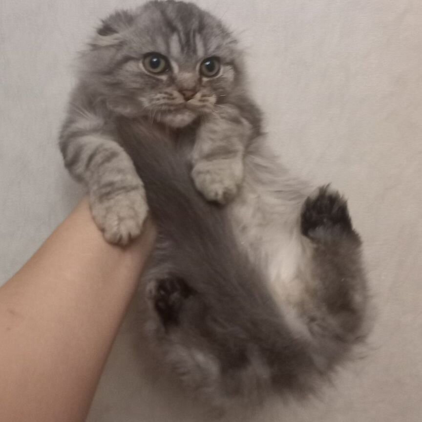 Шотландские вислоухие