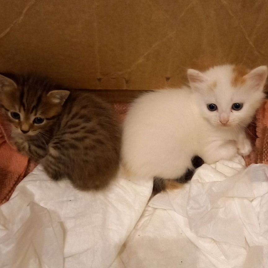 Котята в добрые руки