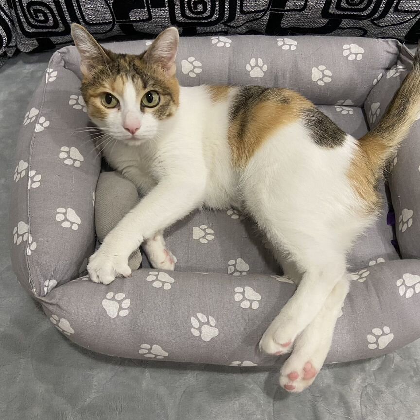 Кошка 1,2 месяца, стерилизованная