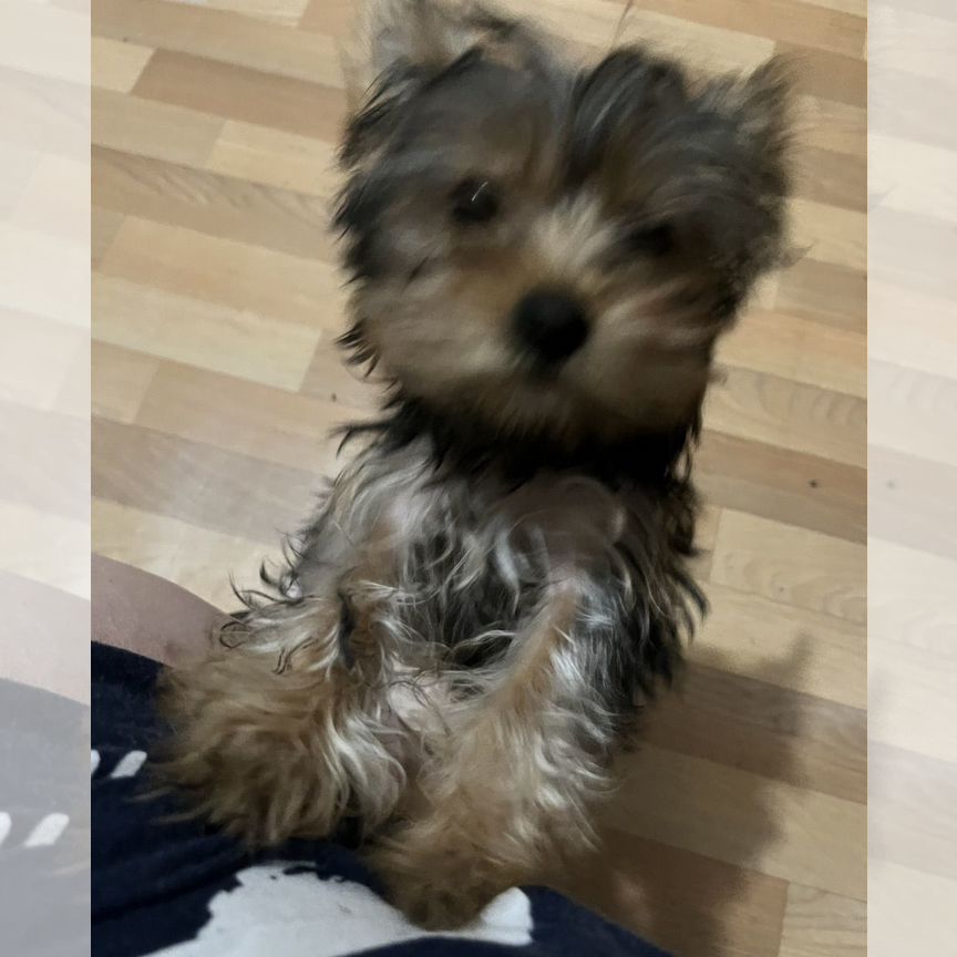 Йоркширский терьер, щенок