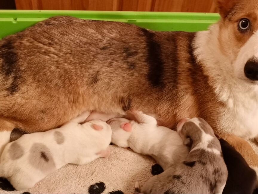 Вельш-корги кардиган